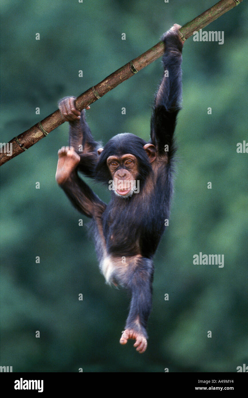 Chimpanzee / Chimpy Stock Photo - Alamy