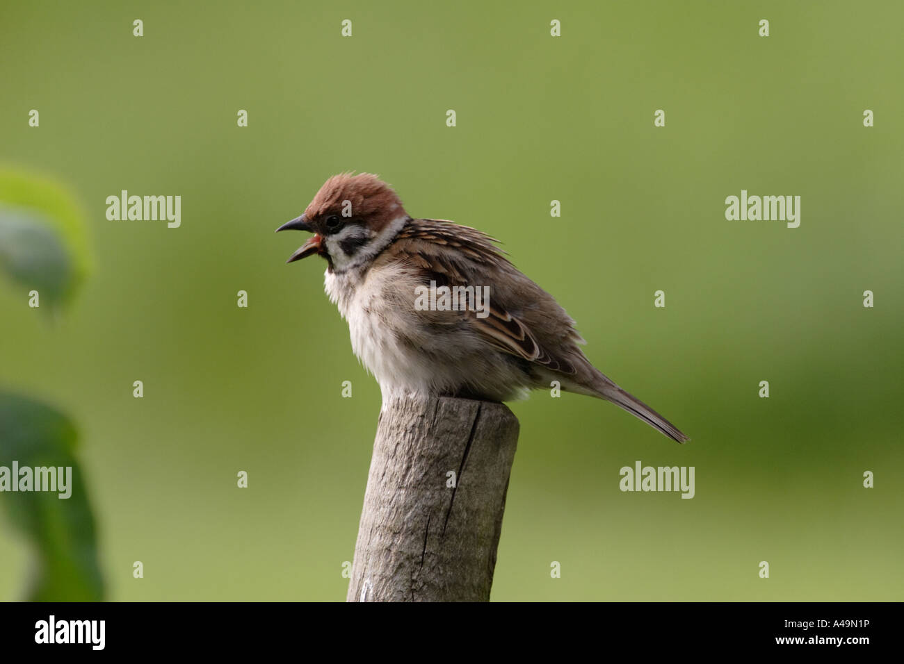 Green shout hi-res stock photography and images - Alamy