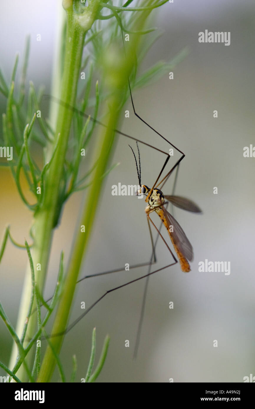 Diptera fly droplet hi-res stock photography and images - Alamy