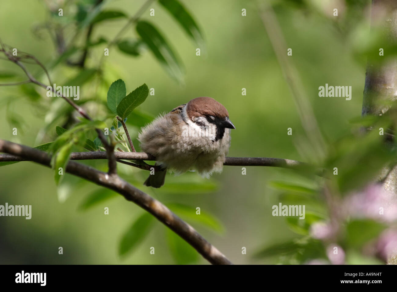 Tree sparrow sleep hi-res stock photography and images - Alamy