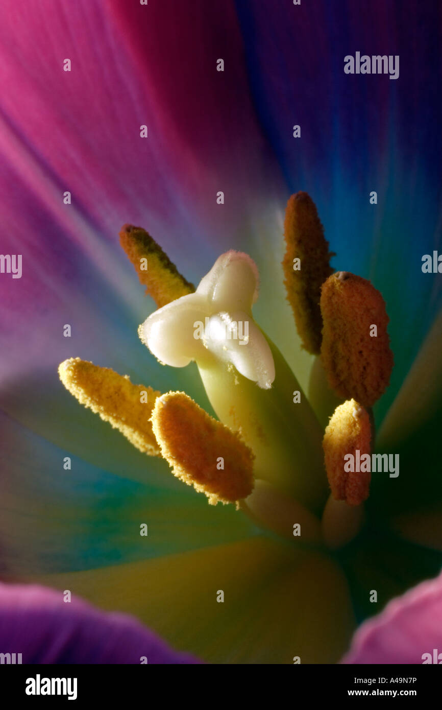 Inside a Tulip. The stamen and stigma can be easily seen Stock Photo ...
