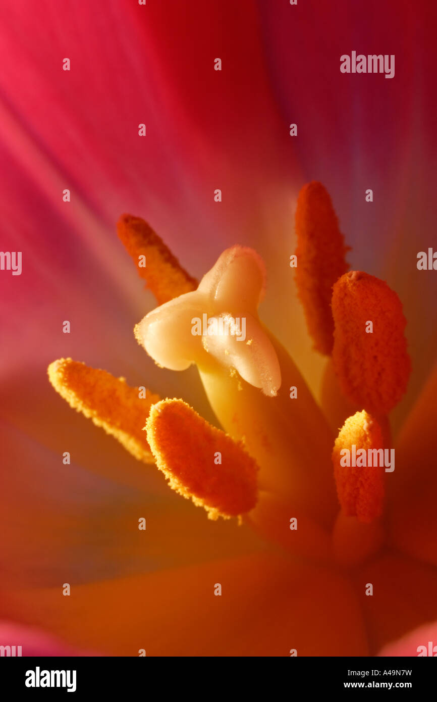 Inside a Tulip. The stamen and stigma can be easily seen Stock Photo ...