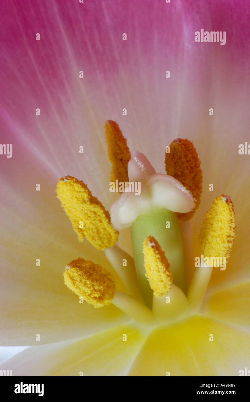 Inside a Tulip. The stamen and stigma can be easily seen Stock Photo ...
