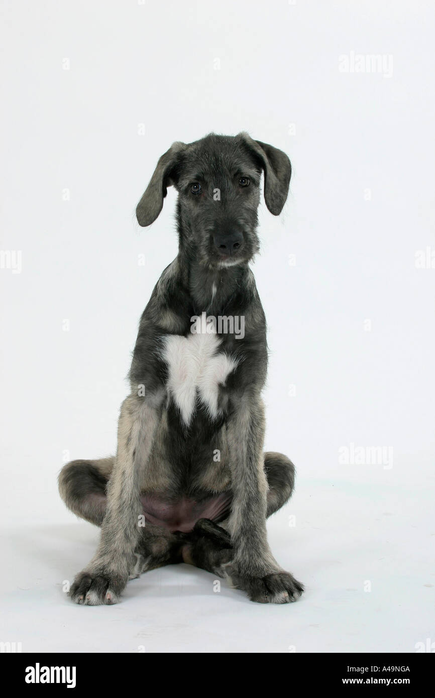 Female irish wolfhound puppy hi-res stock photography and images - Alamy