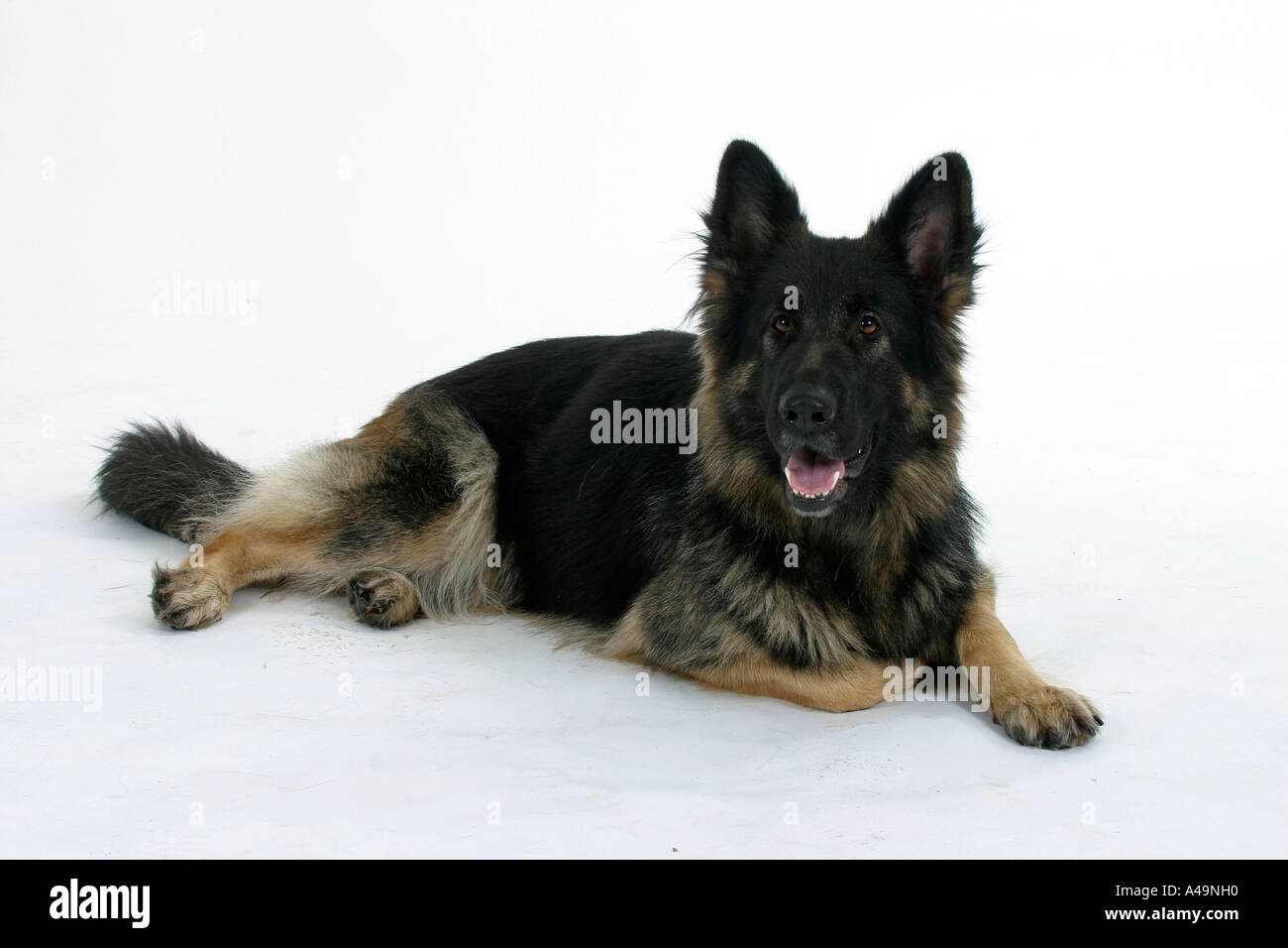 German Shepherd Dog / Alsatian Stock Photo - Alamy