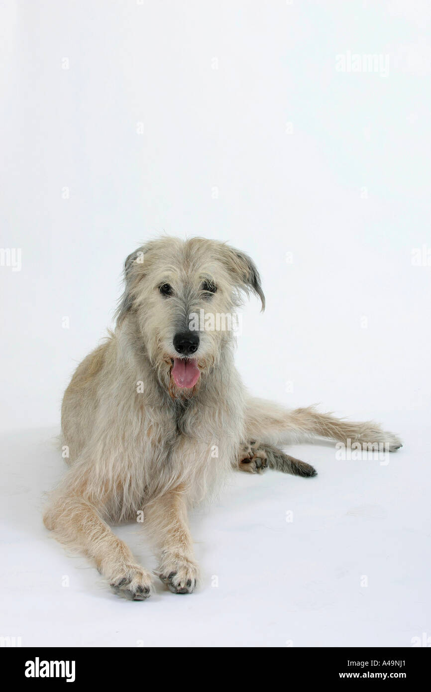 Irish wolfhound single adult dog hi-res stock photography and images ...