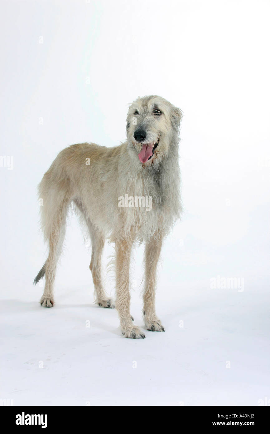 Irish wolfhound single adult dog hi-res stock photography and images ...