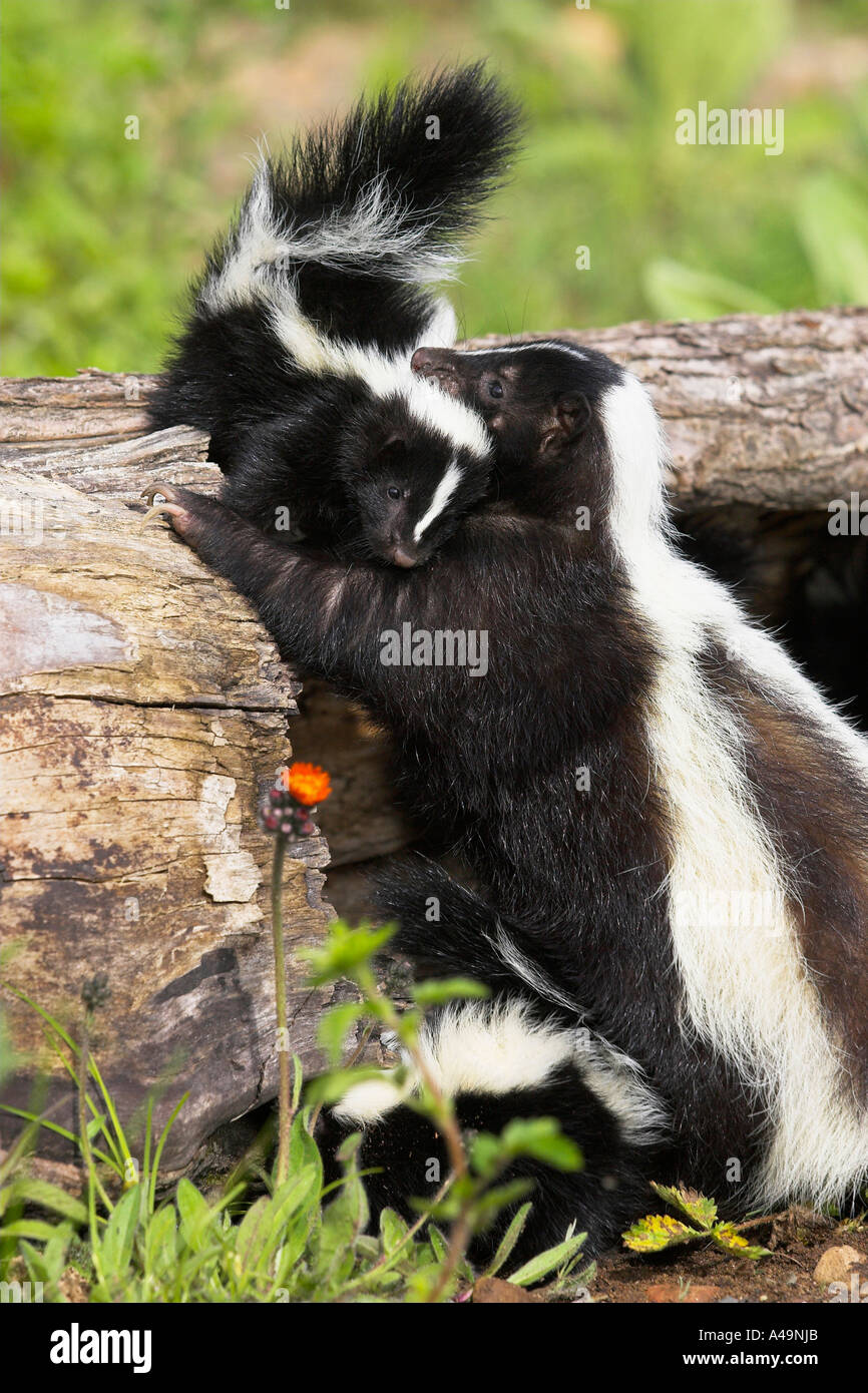 Striped Skunk / Stinktier / Streifenskunk Stock Photo - Alamy