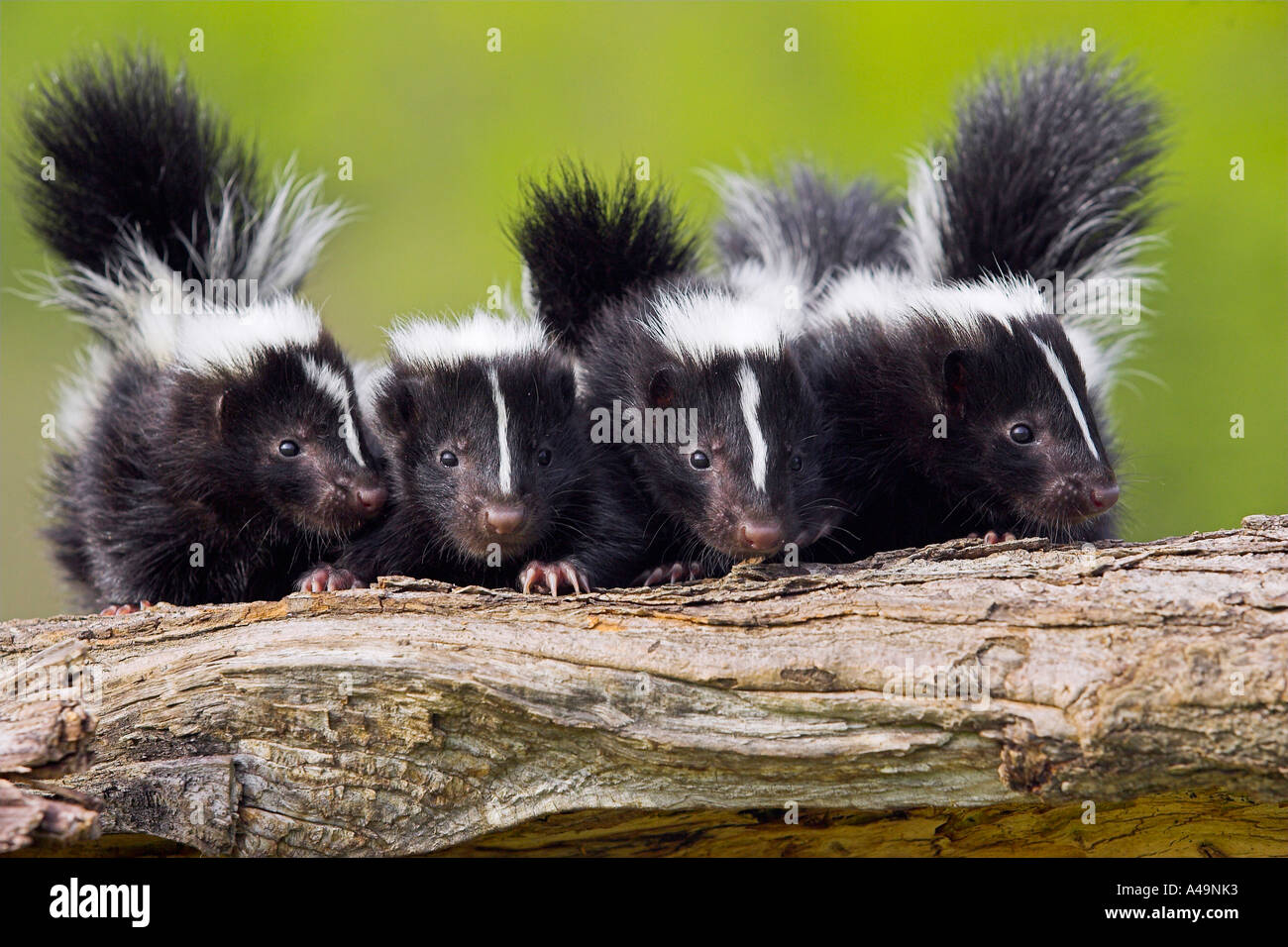 Striped Skunk / Stinktier / Streifenskunk Stock Photo - Alamy