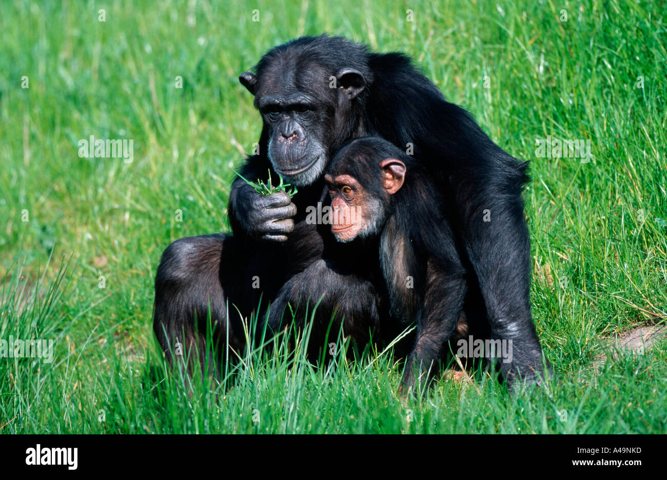 Chimpanzee / Chimpy Stock Photo - Alamy