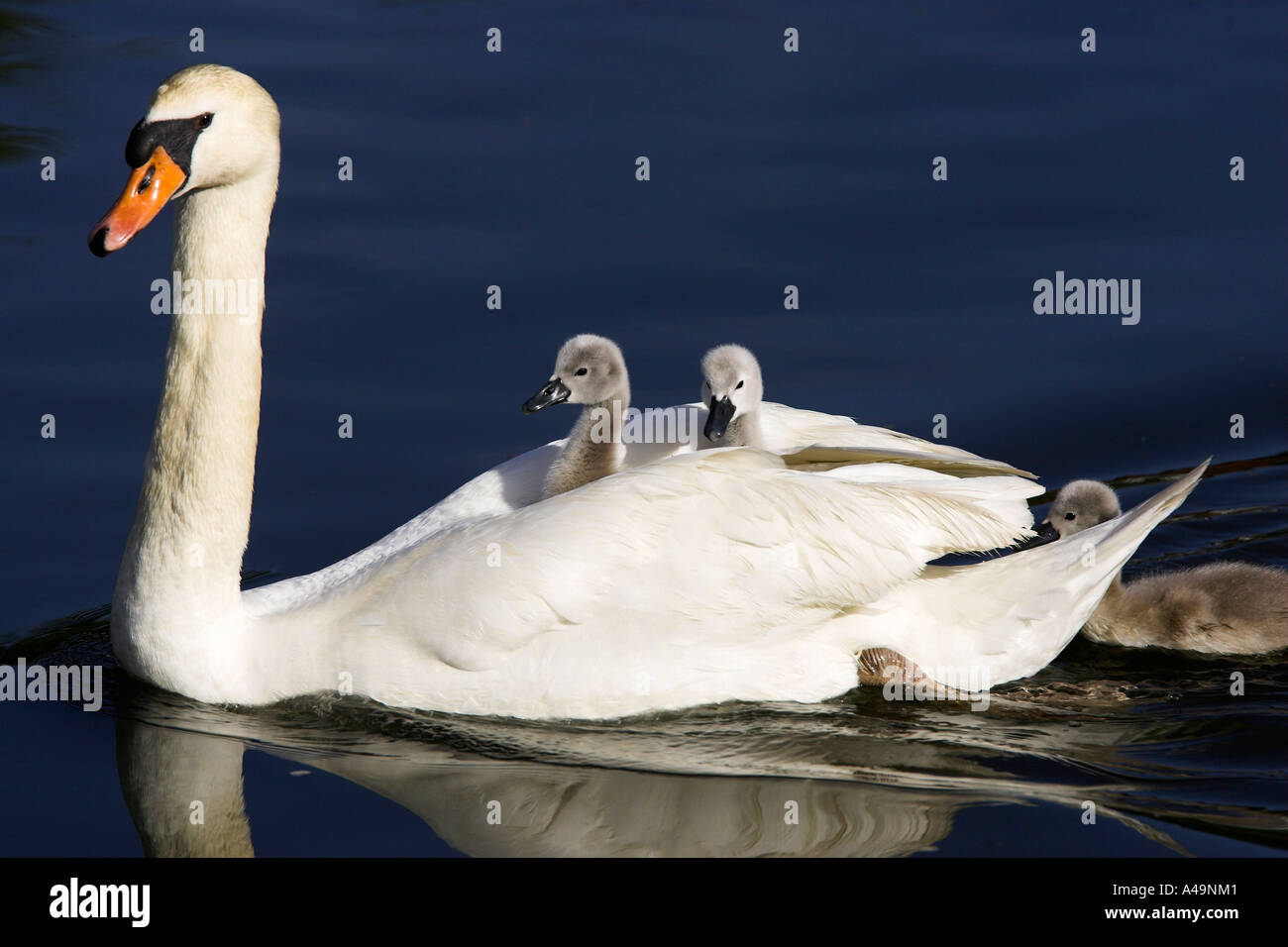 Four swan chicks hi-res stock photography and images - Alamy