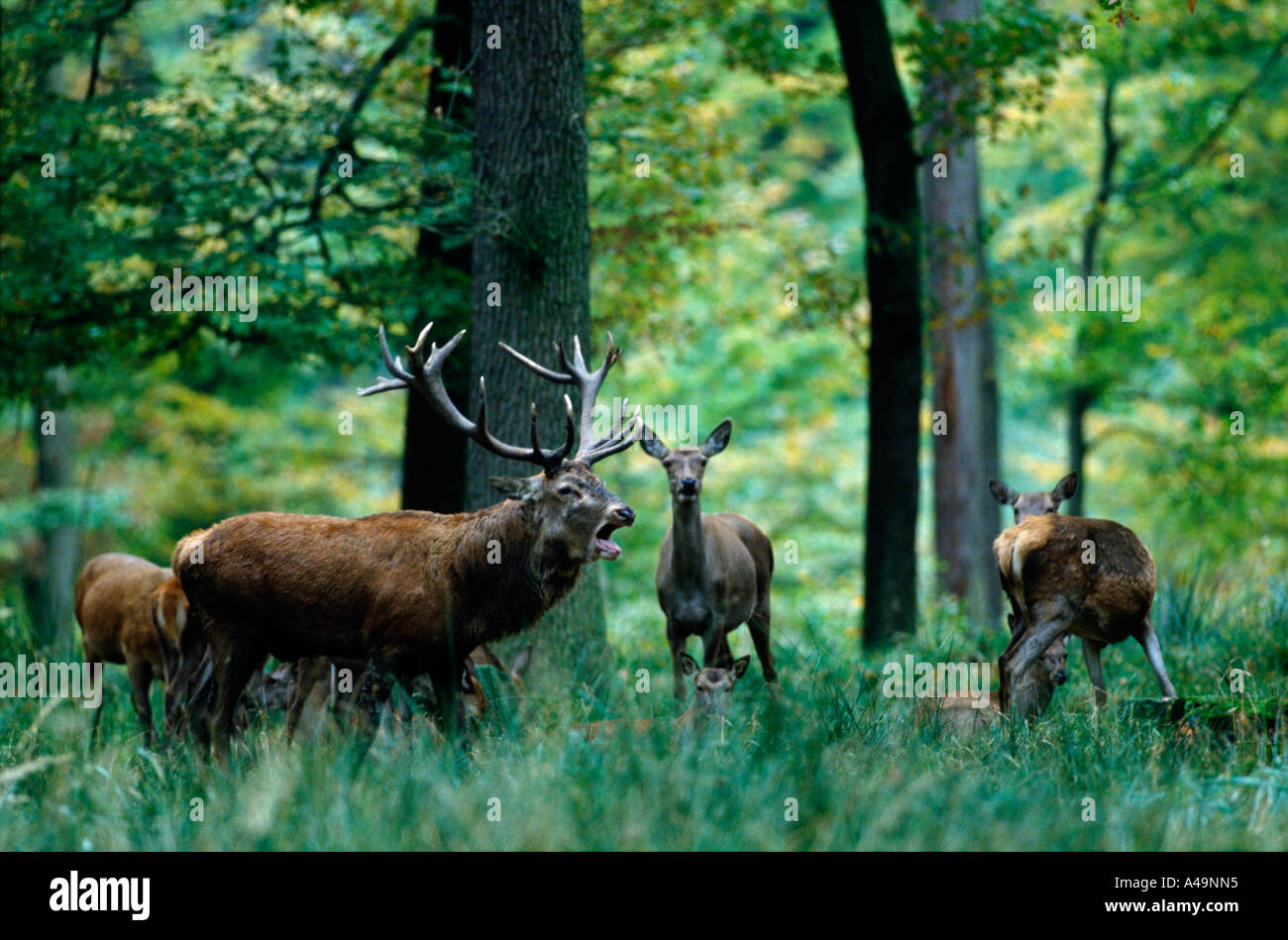 Roehrender Rothirsch High Resolution Stock Photography and Images - Alamy