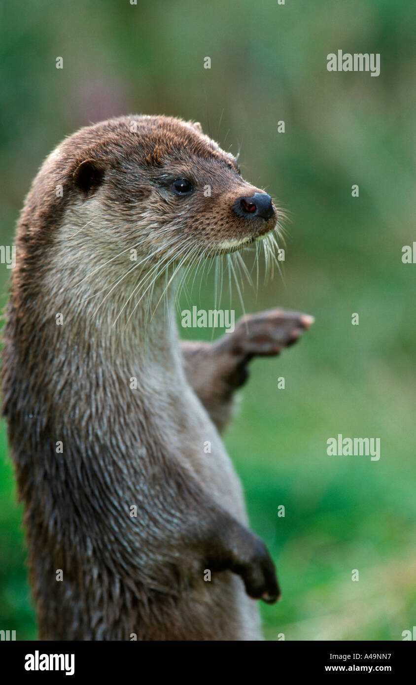 European Otter / River Otter Stock Photo - Alamy