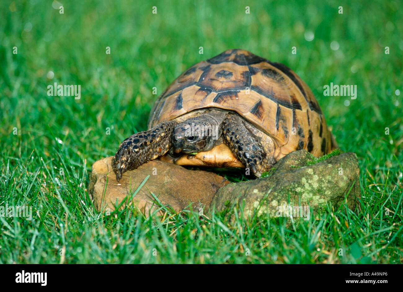 Greek Tortoise / Hermann's Tortoise Stock Photo - Alamy