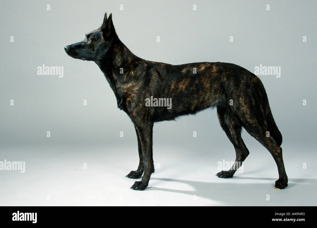 Dutch Shepherd / Hollandse Herder Stock Photo - Alamy