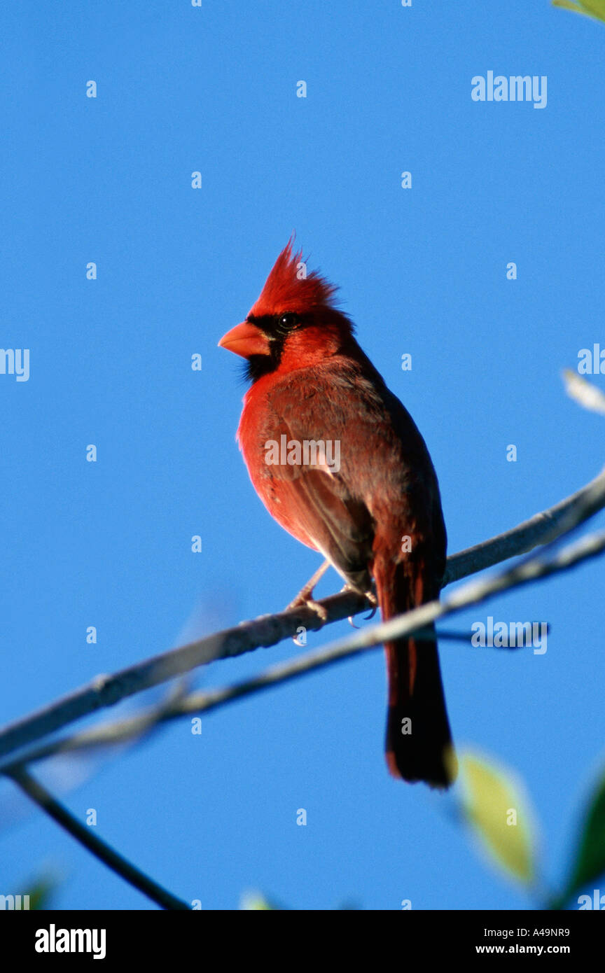 Side of cardinal hi-res stock photography and images - Alamy
