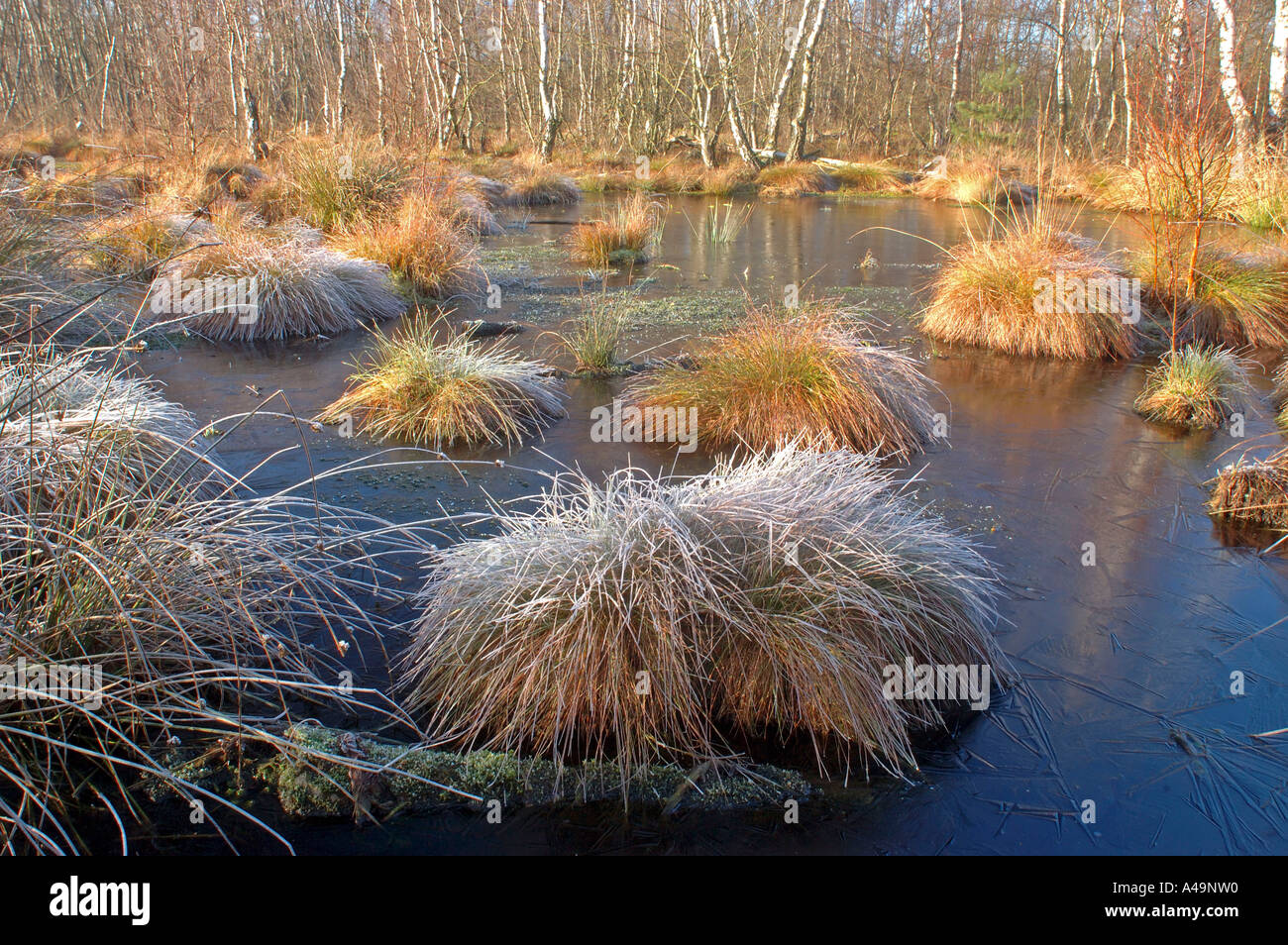 Torfmoor hi-res stock photography and images - Alamy