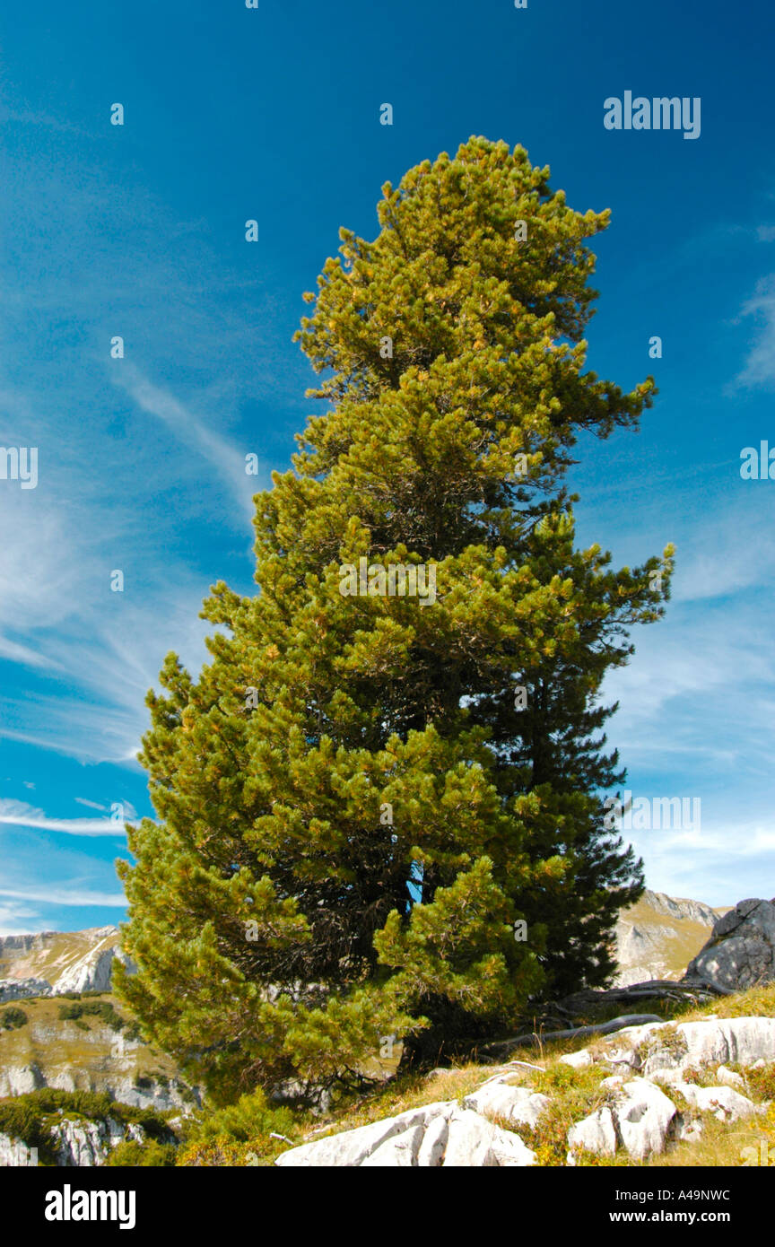 Swiss Stone Pine Stock Photo - Alamy