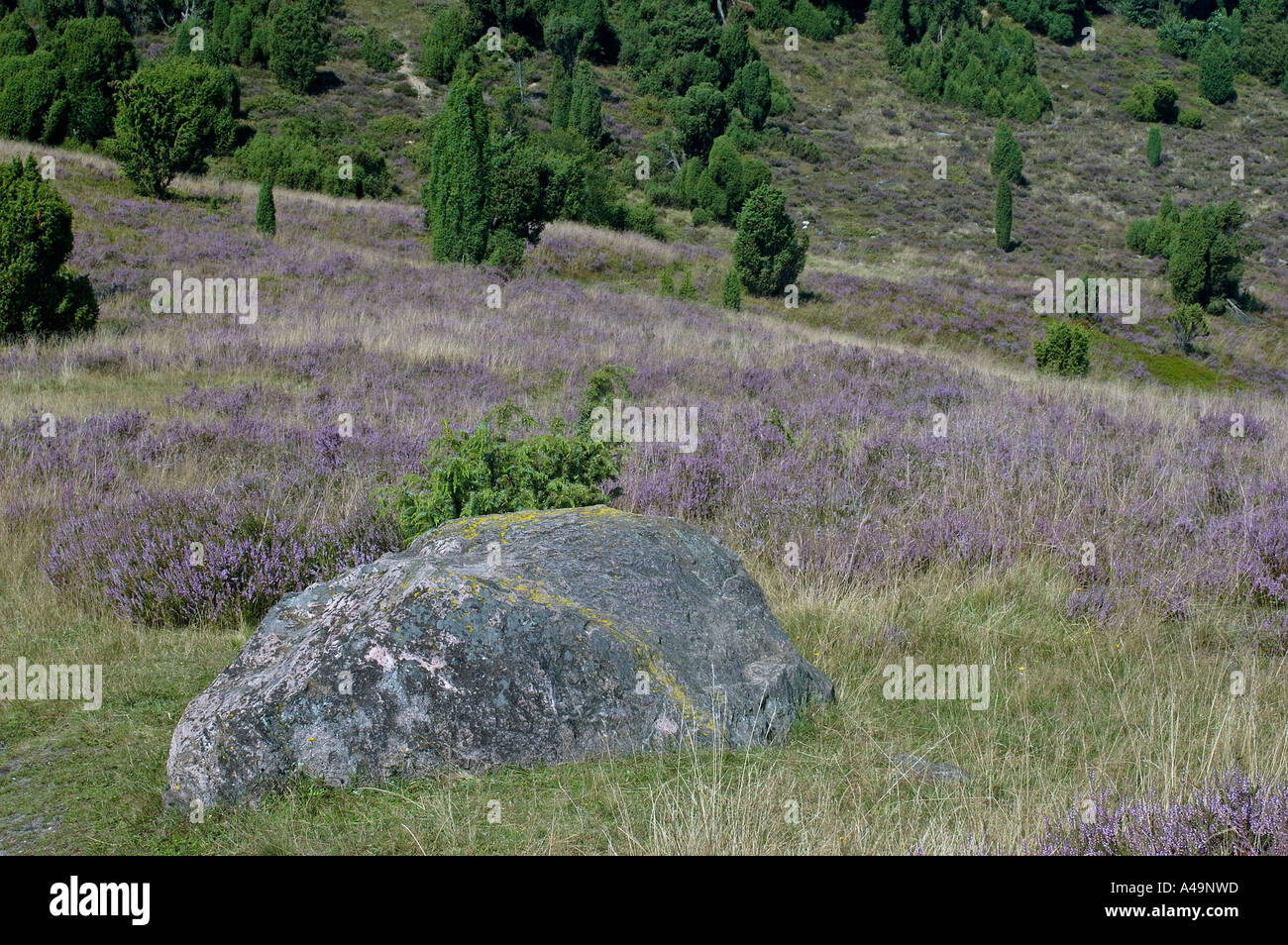 Luneburger heide europa hi-res stock photography and images - Alamy