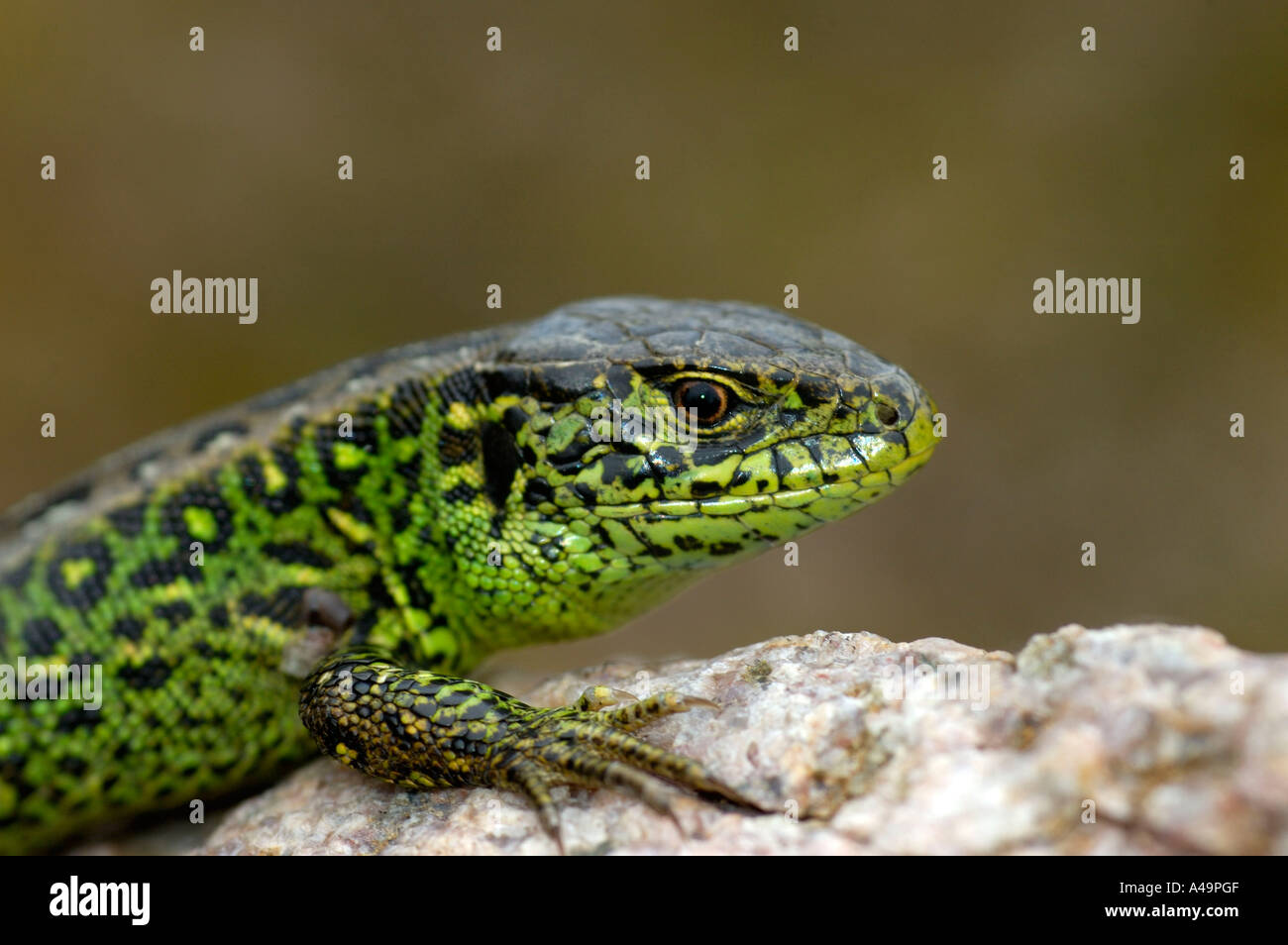 Sand Lizard / Zauneidechse Stock Photo - Alamy