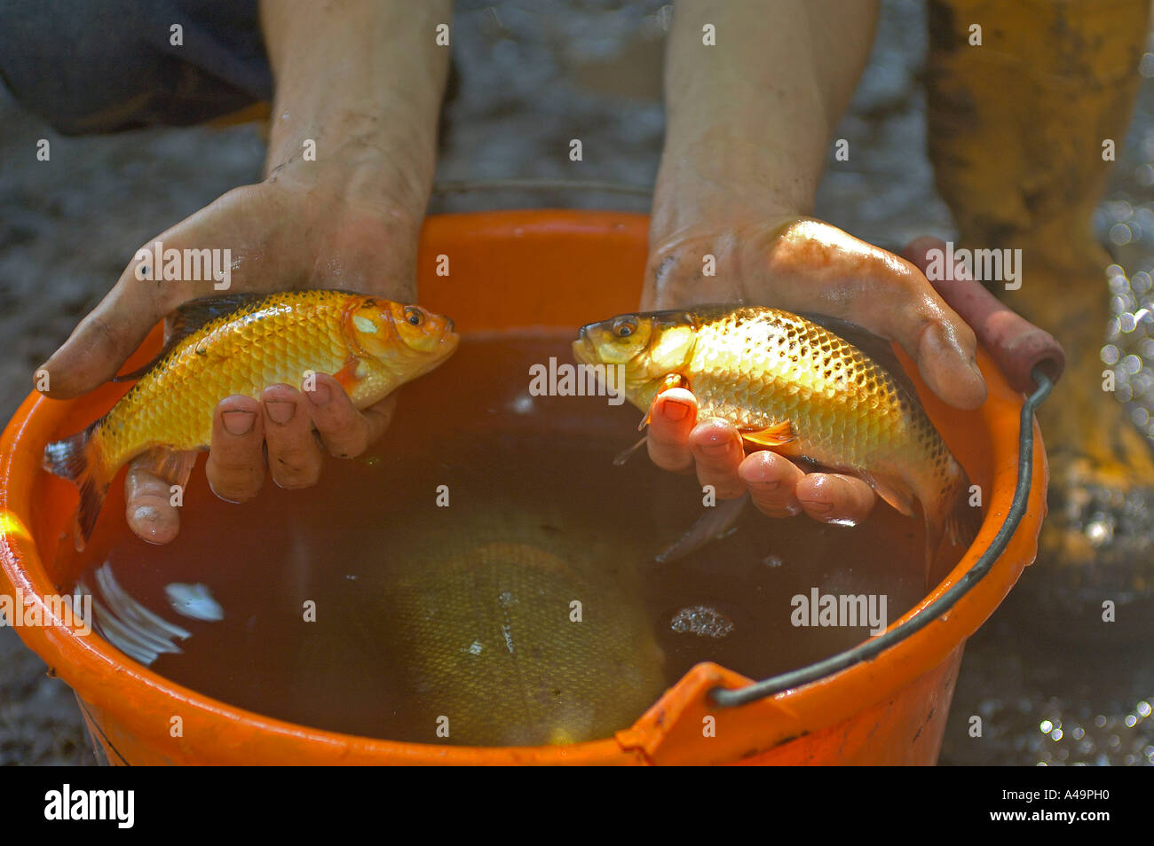 Fishing for goldfish hi-res stock photography and images - Alamy