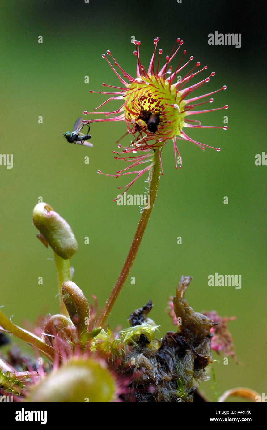 Sundew and insect hi-res stock photography and images - Alamy