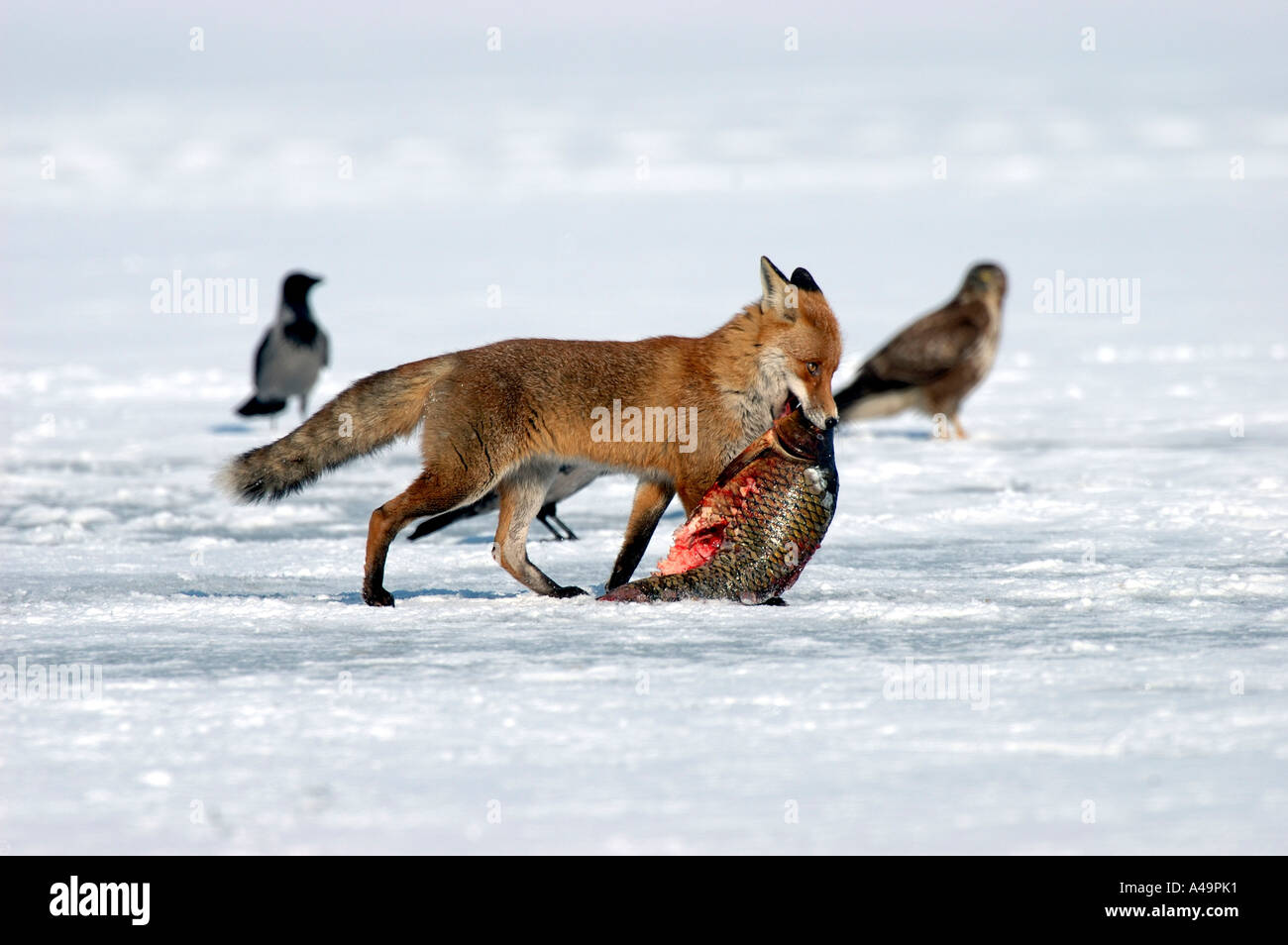 Red Fox / Rotfuchs Stock Photo - Alamy