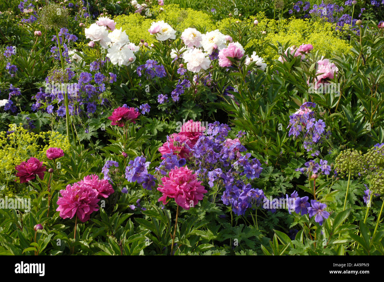 Geranium peony hi-res stock photography and images - Alamy