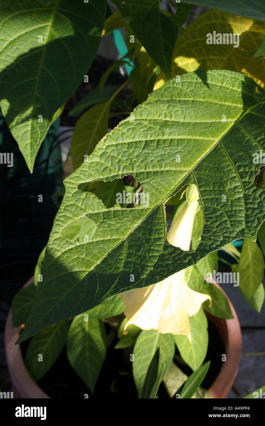 Snail damage plant hi-res stock photography and images - Alamy