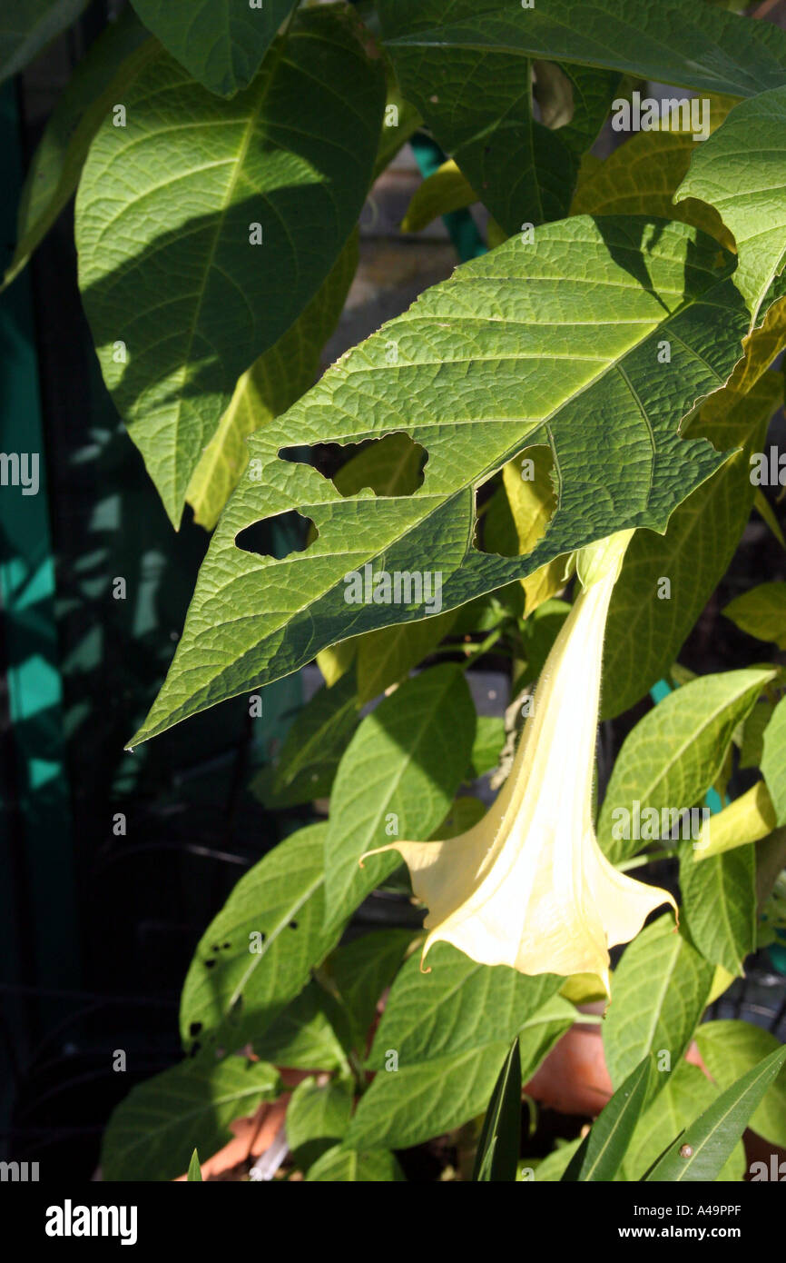 Snail damage plant hi-res stock photography and images - Alamy