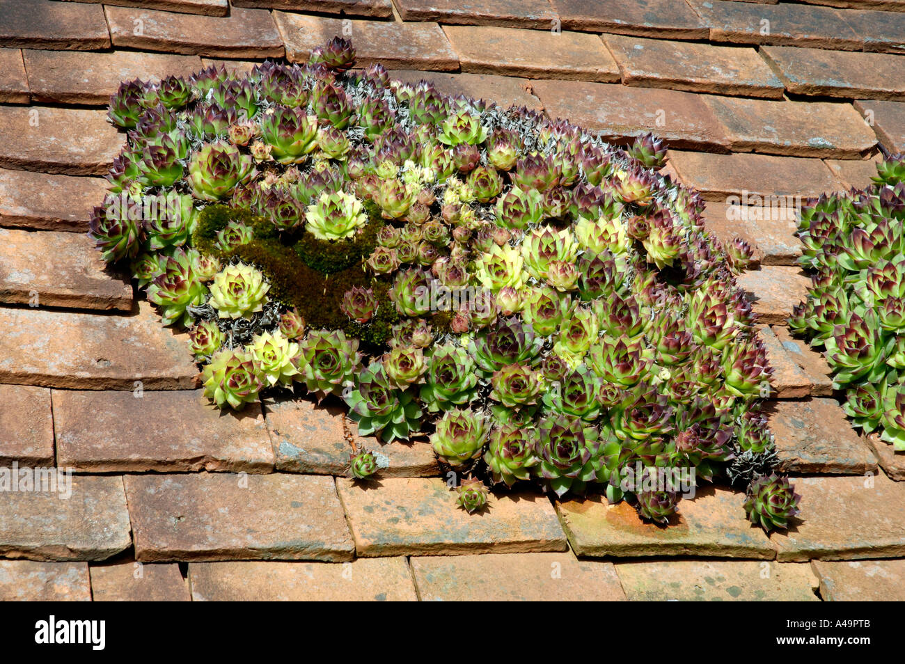 Houseleek sedum hi-res stock photography and images - Alamy