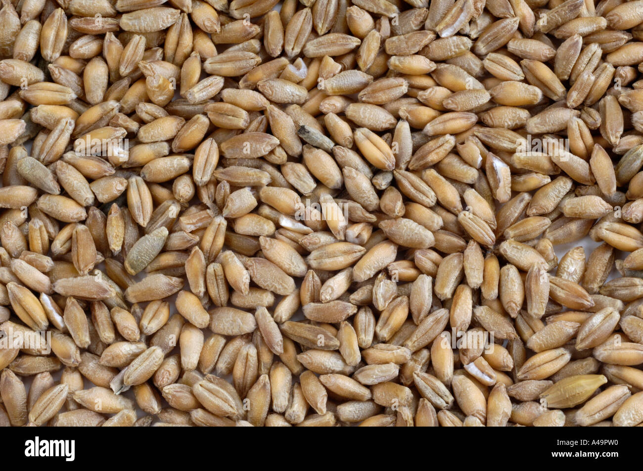 Triticale cereals hi-res stock photography and images - Alamy