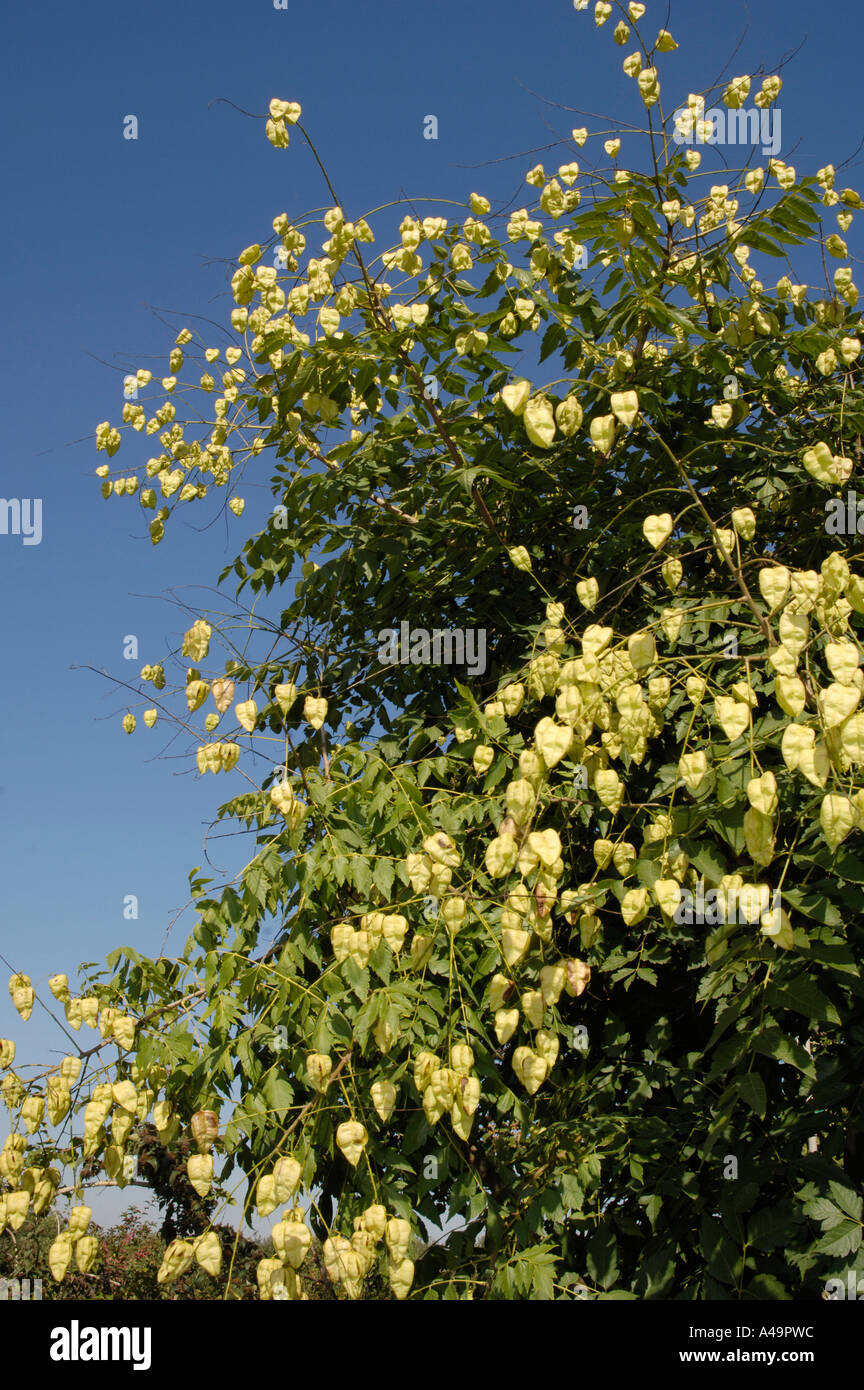 Raintree hi-res stock photography and images - Alamy