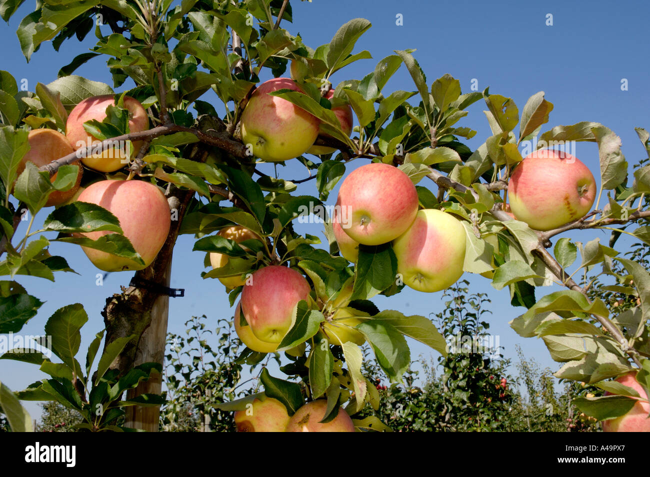 Apple / Pirol Stock Photo - Alamy