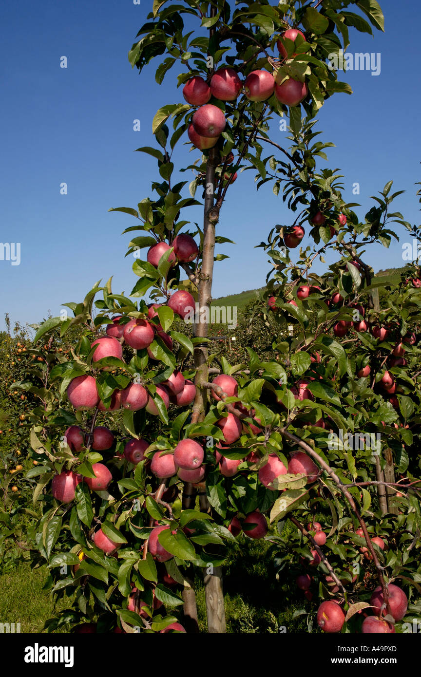 Apple / Piglos Stock Photo - Alamy
