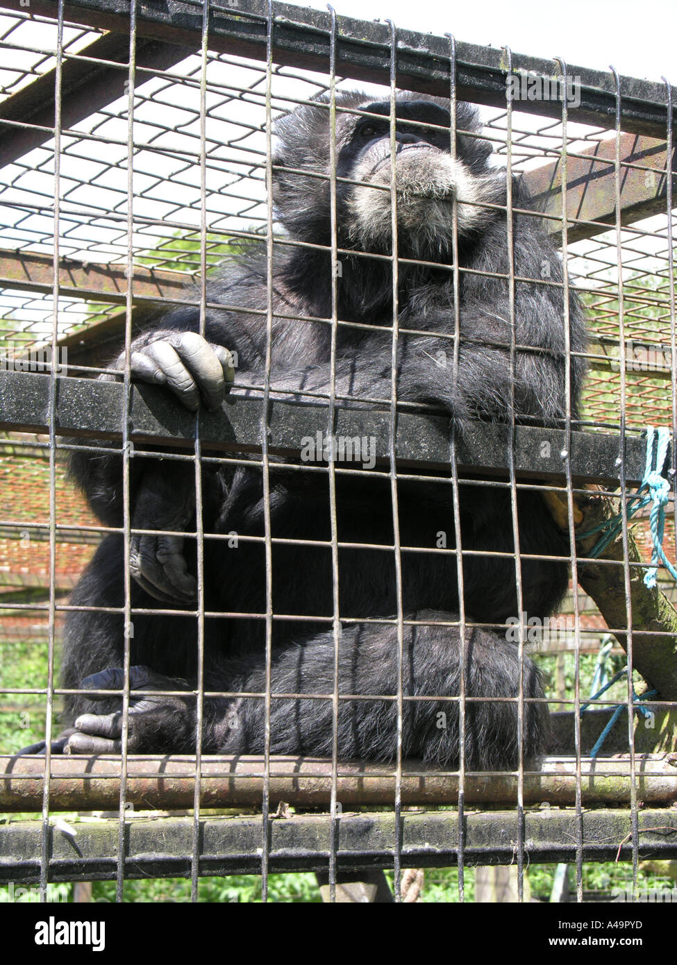 Locked up animals hi-res stock photography and images - Alamy