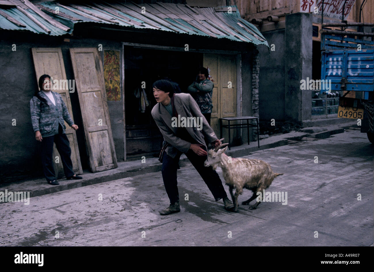 sechuan province china 1998 young man dragging a goat to be slaughtered ...