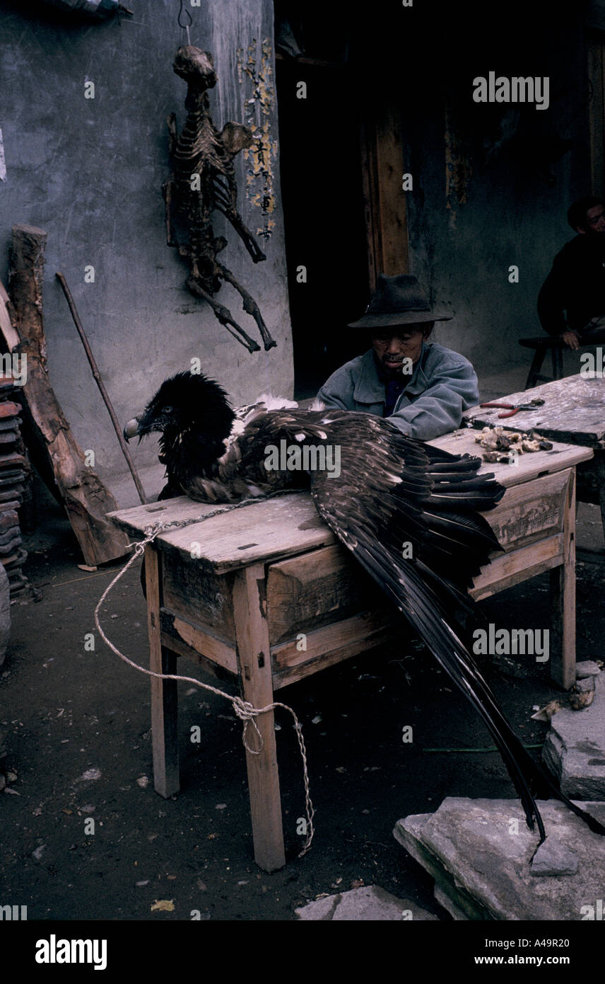 sechuan province china 1998 this eagle has been captured an is put on show for touristic ...