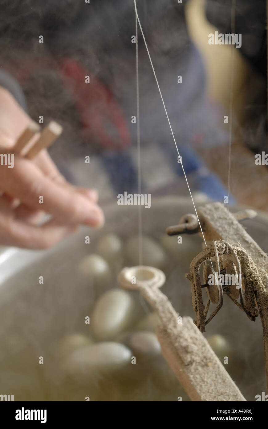 Close up of a person s hand pulling silk threads from silk cocoons ...