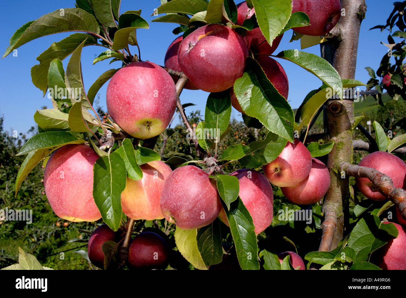 Apple / Piglos Stock Photo - Alamy
