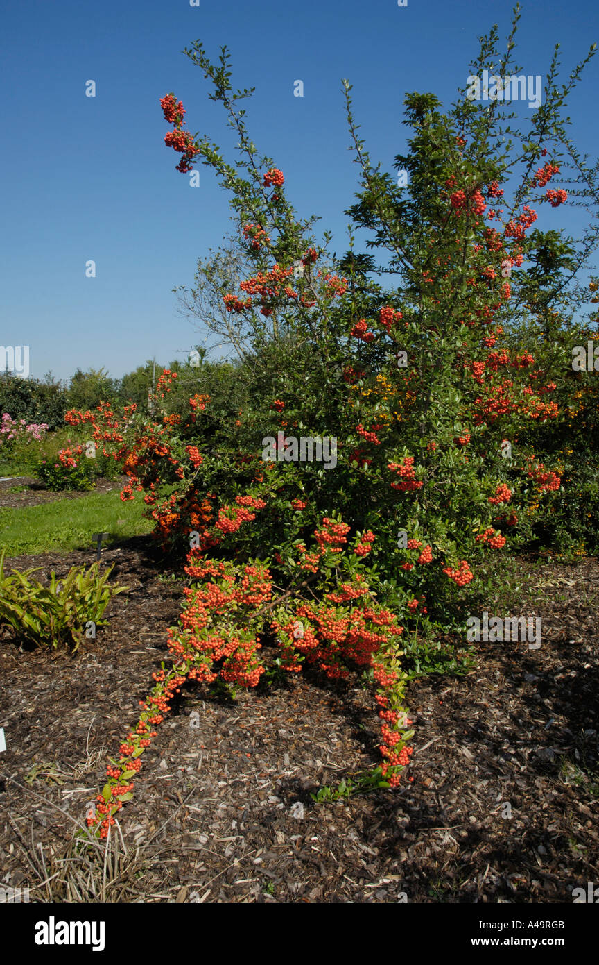 Firethorn bushes hi-res stock photography and images - Alamy