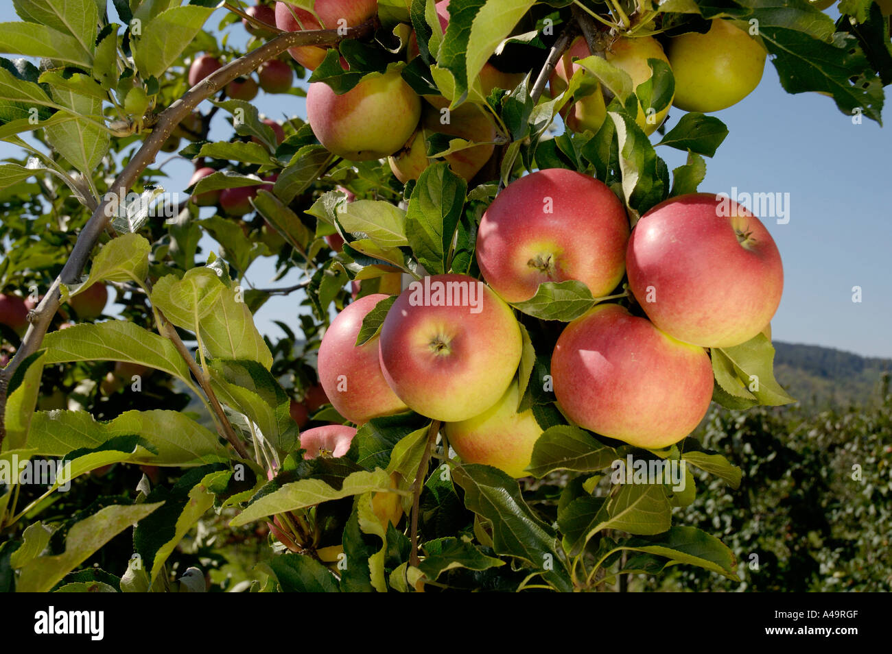 Apple / Pitty Stock Photo - Alamy
