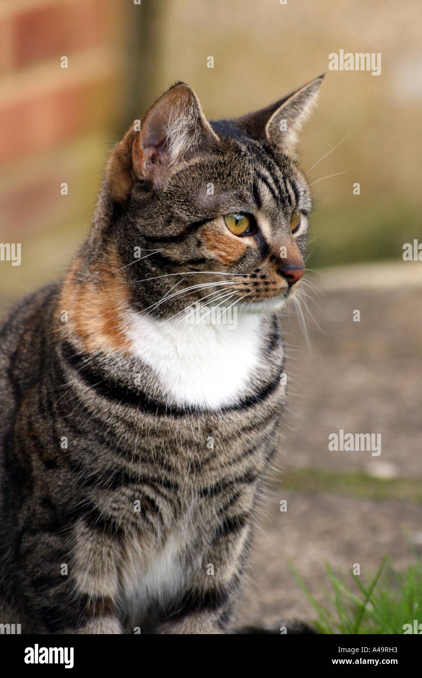 ANIMAL. FEMALE TABBY-TORTOISE SHELL CAT Stock Photo - Alamy
