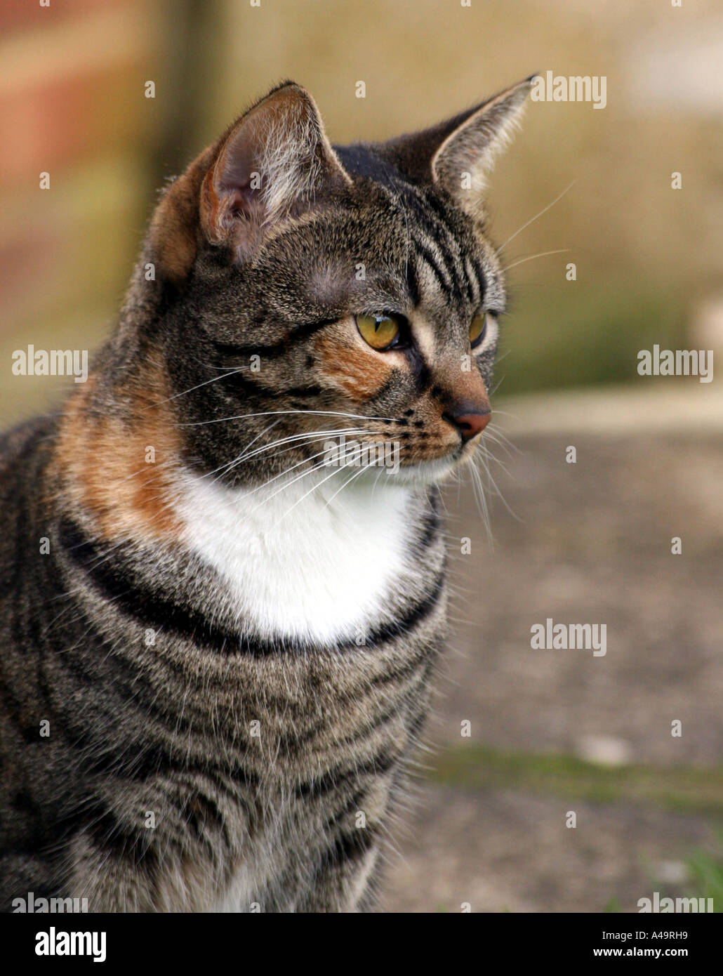 ANIMAL. FEMALE TABBY-TORTOISE SHELL CAT Stock Photo - Alamy