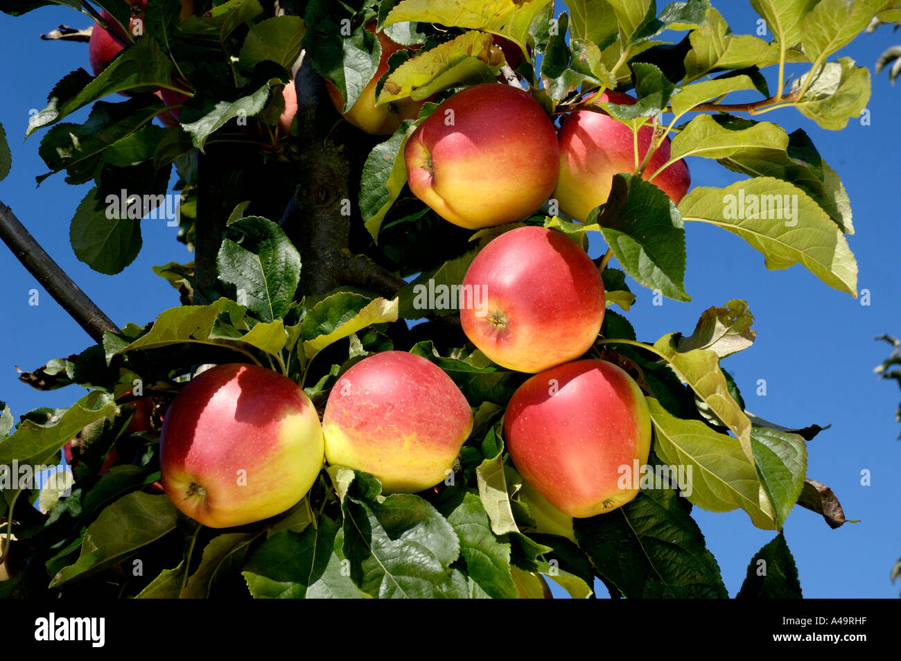 Saturn apple hi-res stock photography and images - Alamy