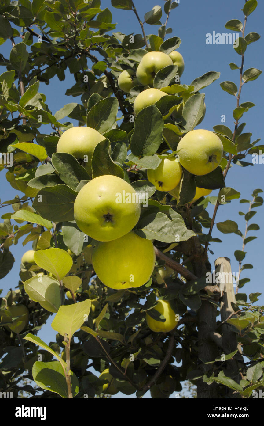 Cydonia oblonga konstantinopel hi-res stock photography and images - Alamy