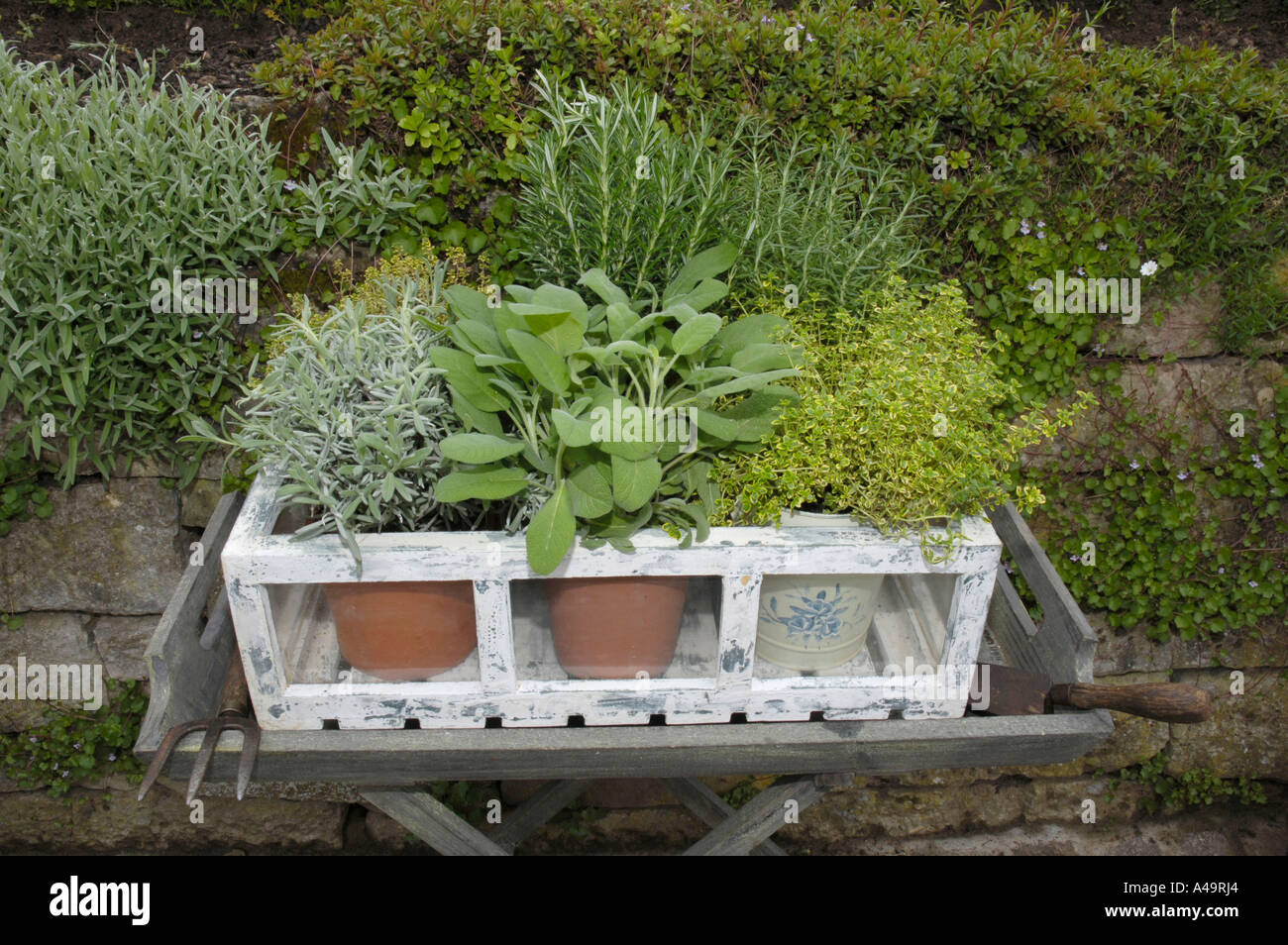 Herbs in pots hi-res stock photography and images - Alamy