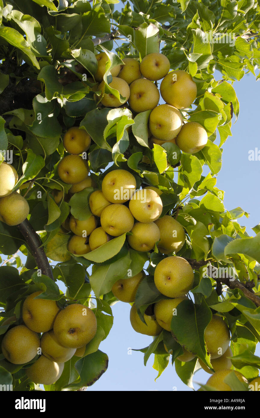 Asian Pear / Chinese Pear / Shinko Stock Photo - Alamy