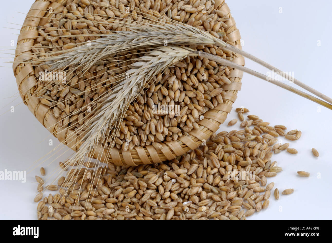 Triticale cereals hi-res stock photography and images - Alamy