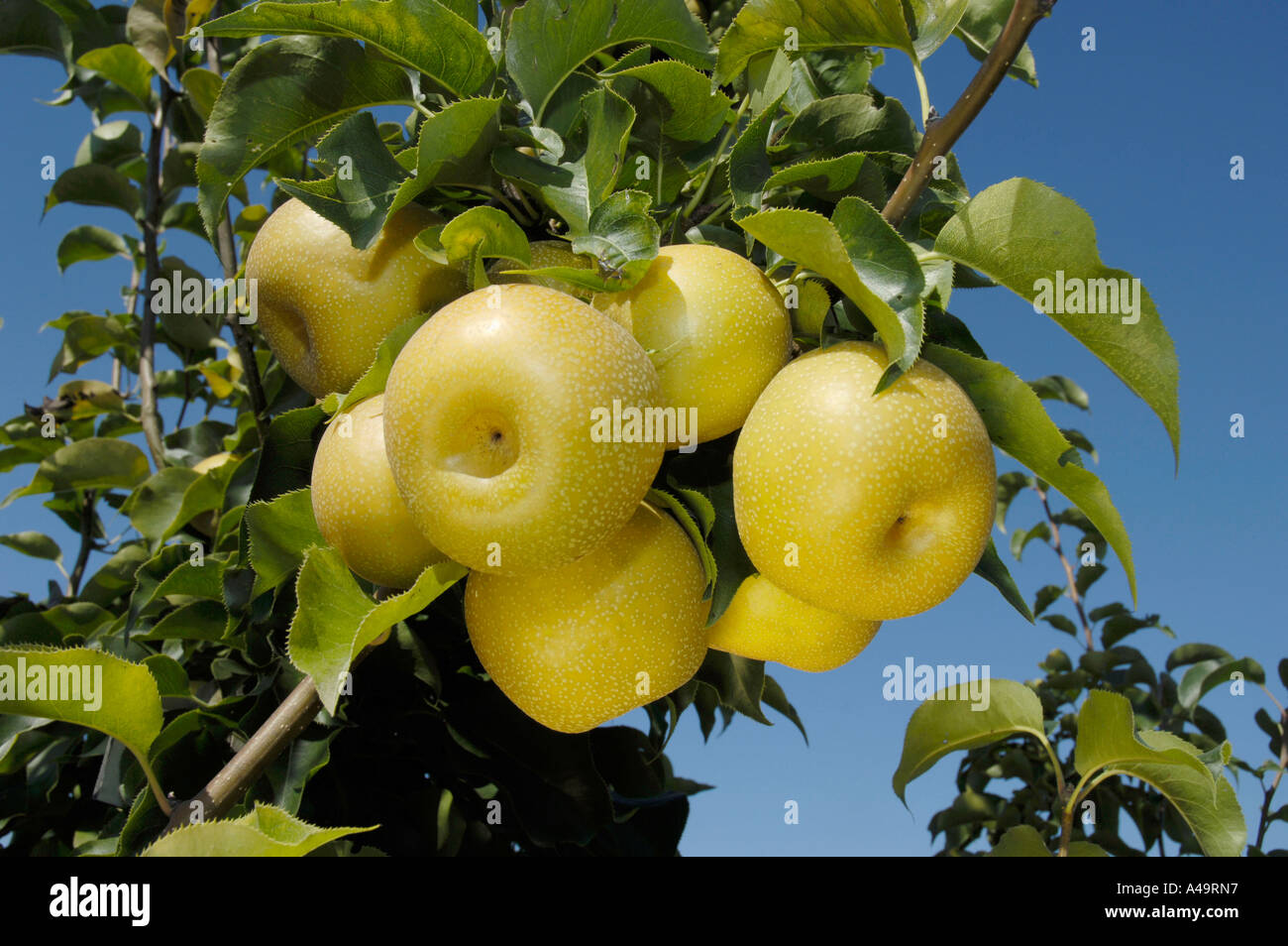 Asian Pear / Chinese Pear / Hosuii Stock Photo - Alamy
